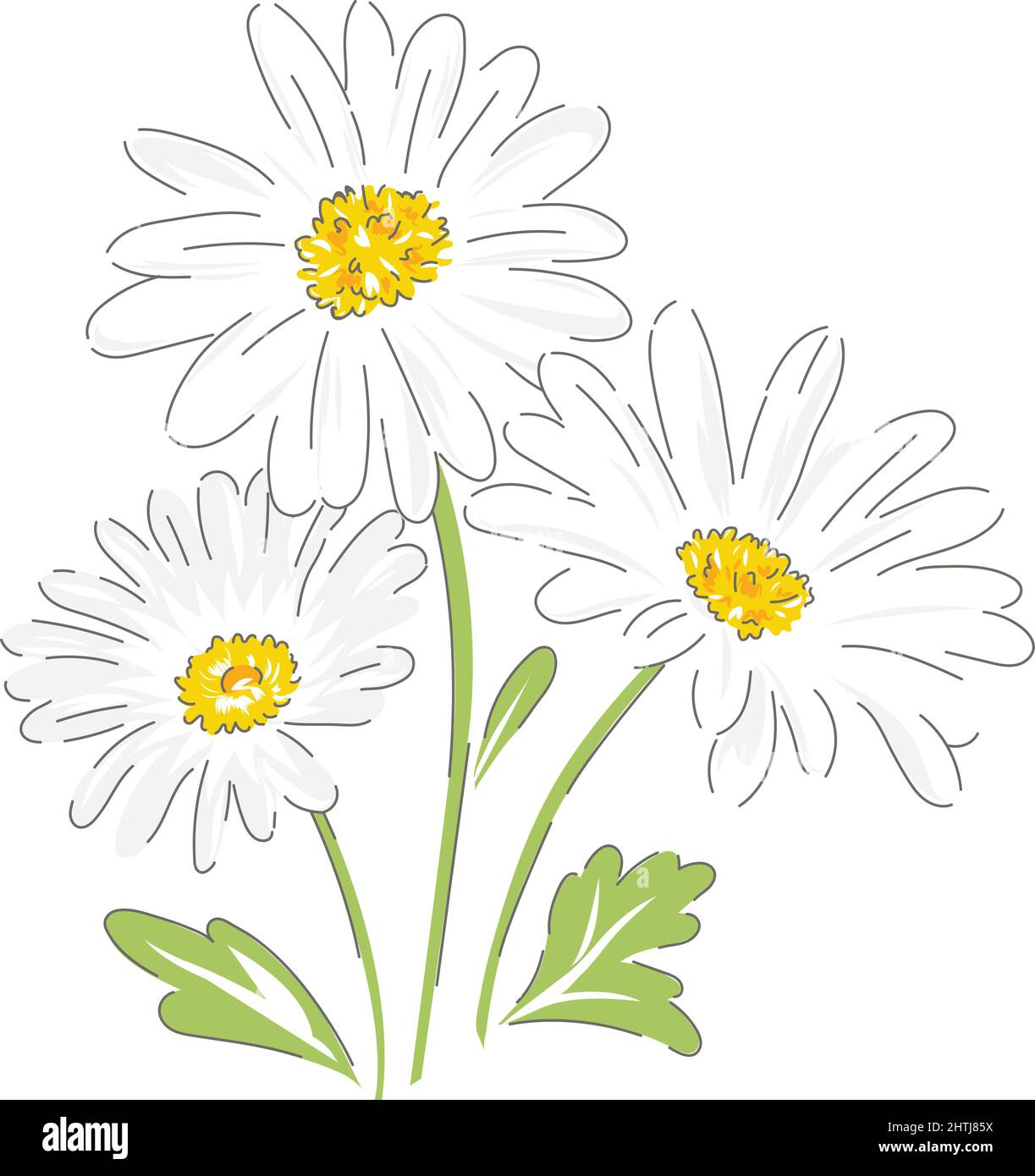 Grecian daisy spring flower botanical hand drawn vector illustration ...