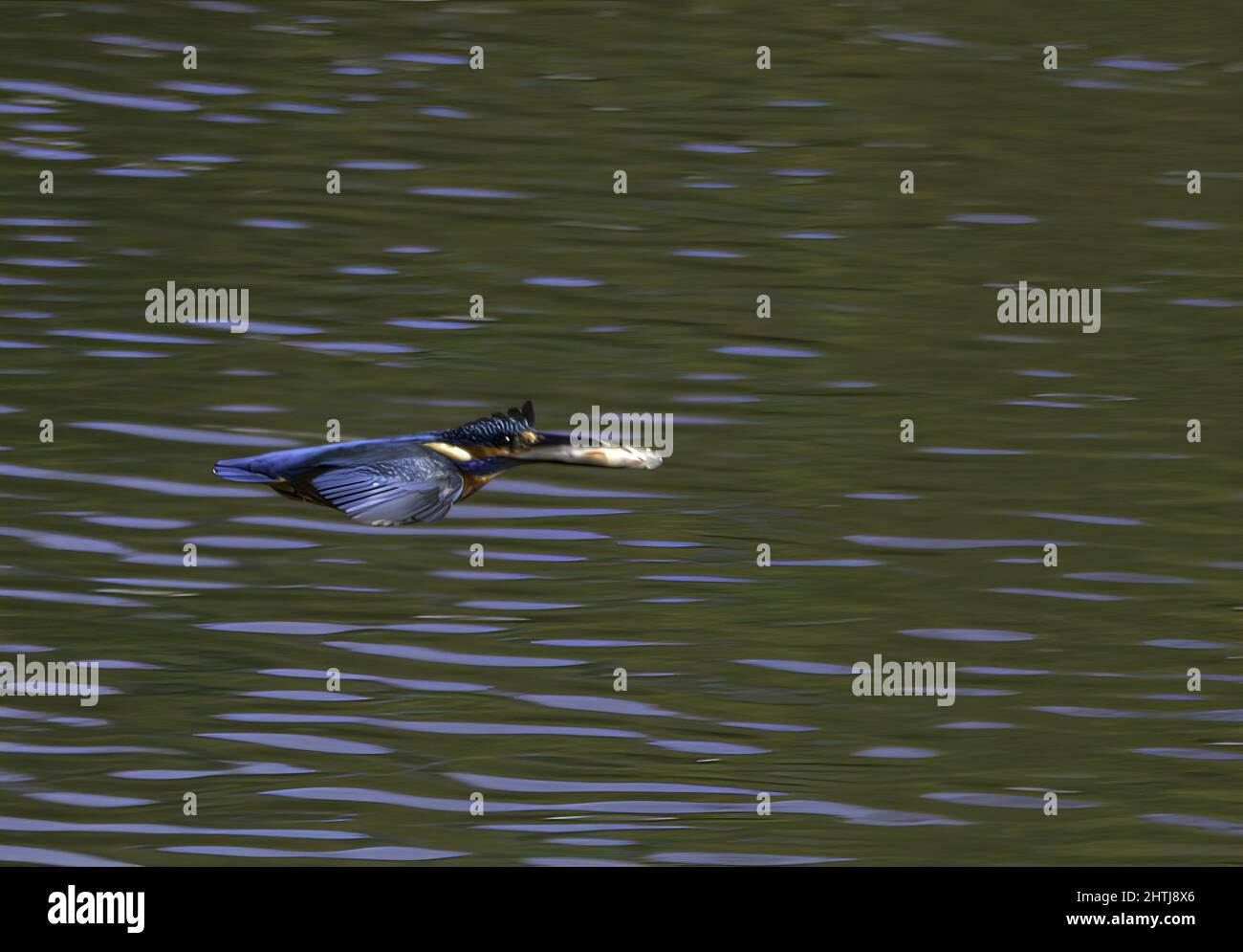 Blyths kingfisher hi-res stock photography and images - Alamy