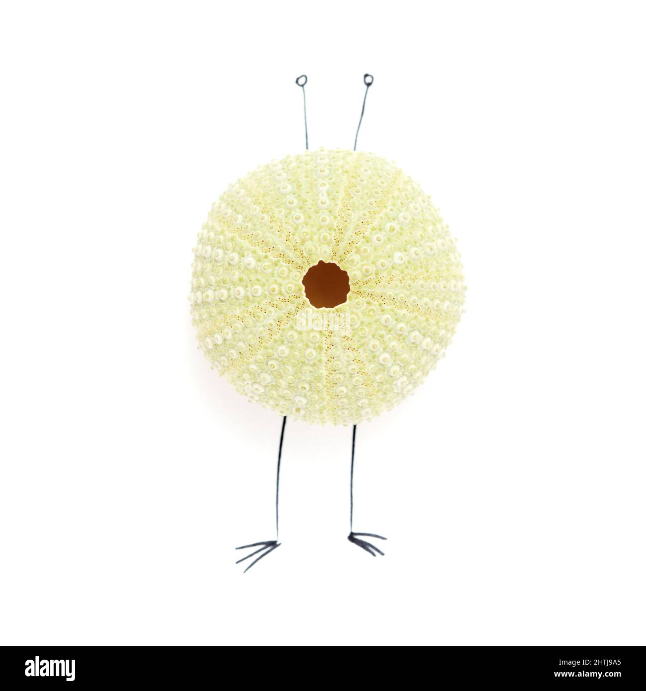 amusing little aliens made of sea urchin skeleton, a with sketchily ...