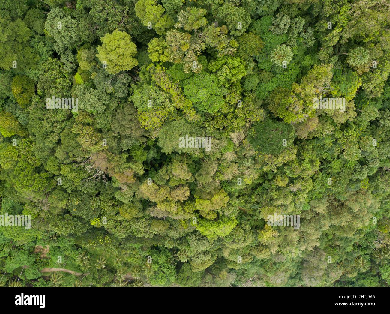 Amazing forest Aerial view of forest trees Rainforest ecosystem and ...