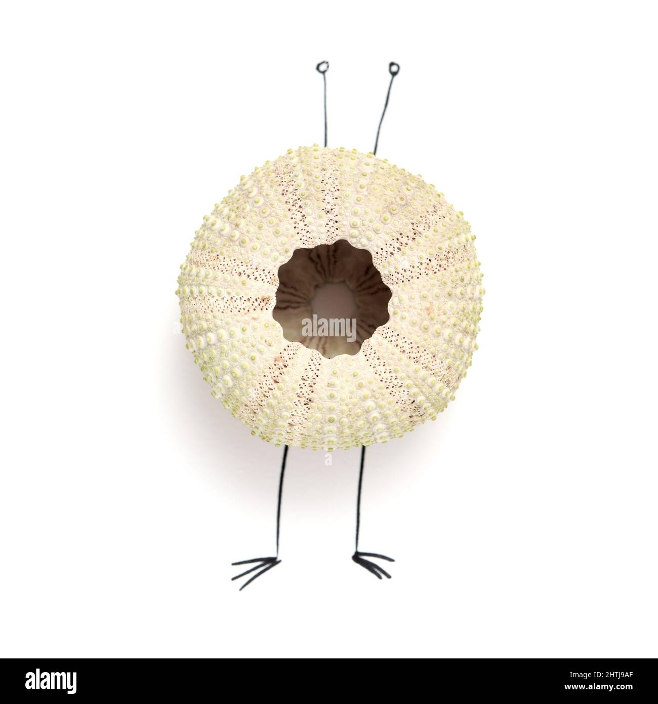 amusing little aliens made of sea urchin skeleton, a with sketchily ...
