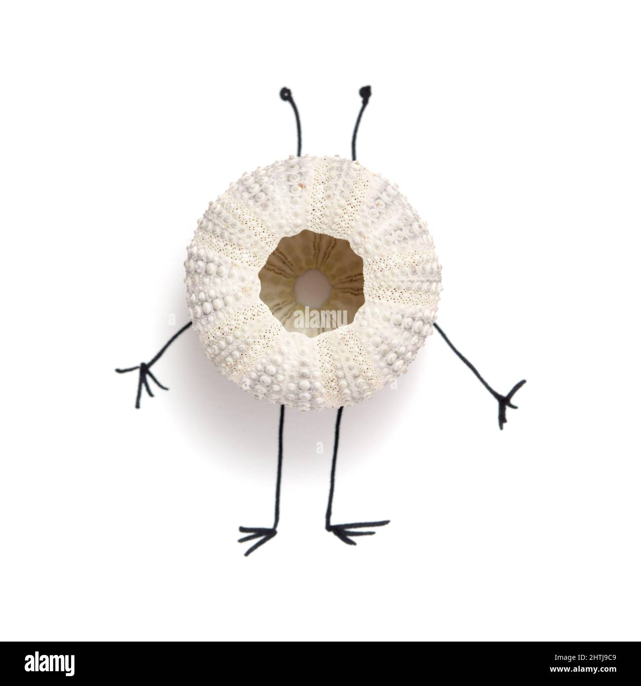 amusing little aliens made of sea urchin skeleton, a with sketchily ...