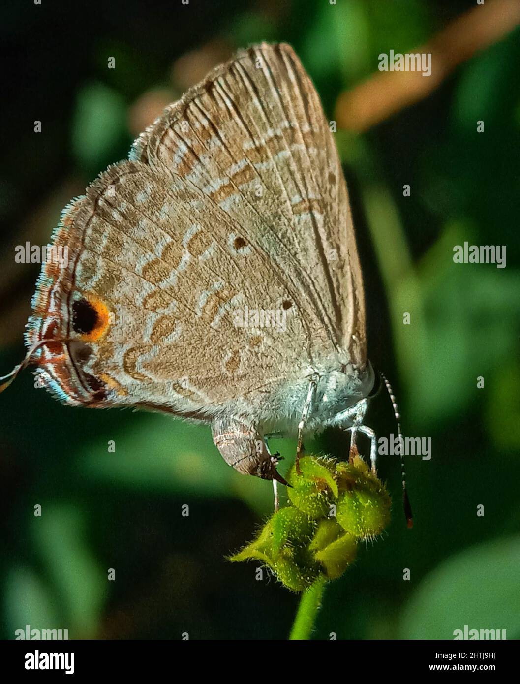 Dark cerulean butterfly hi-res stock photography and images - Alamy