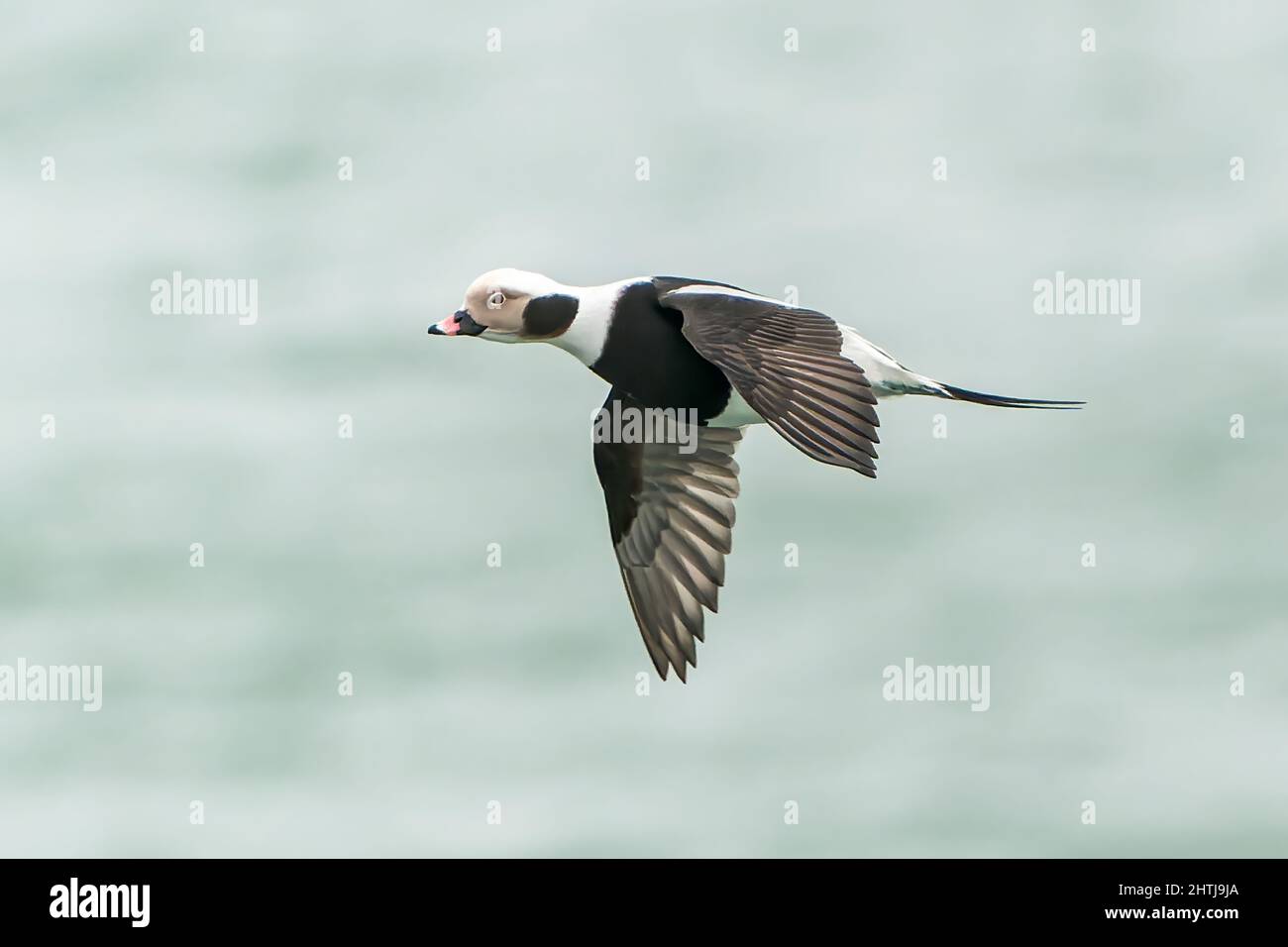 Long-tailed Duck, Clangula hyemalis, single adult male flying over ...