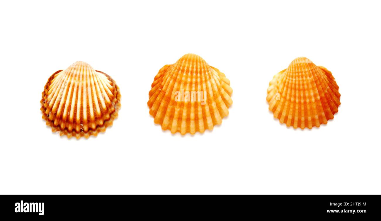 Common edible cockle cerastoderma edule Cut Out Stock Images & Pictures ...