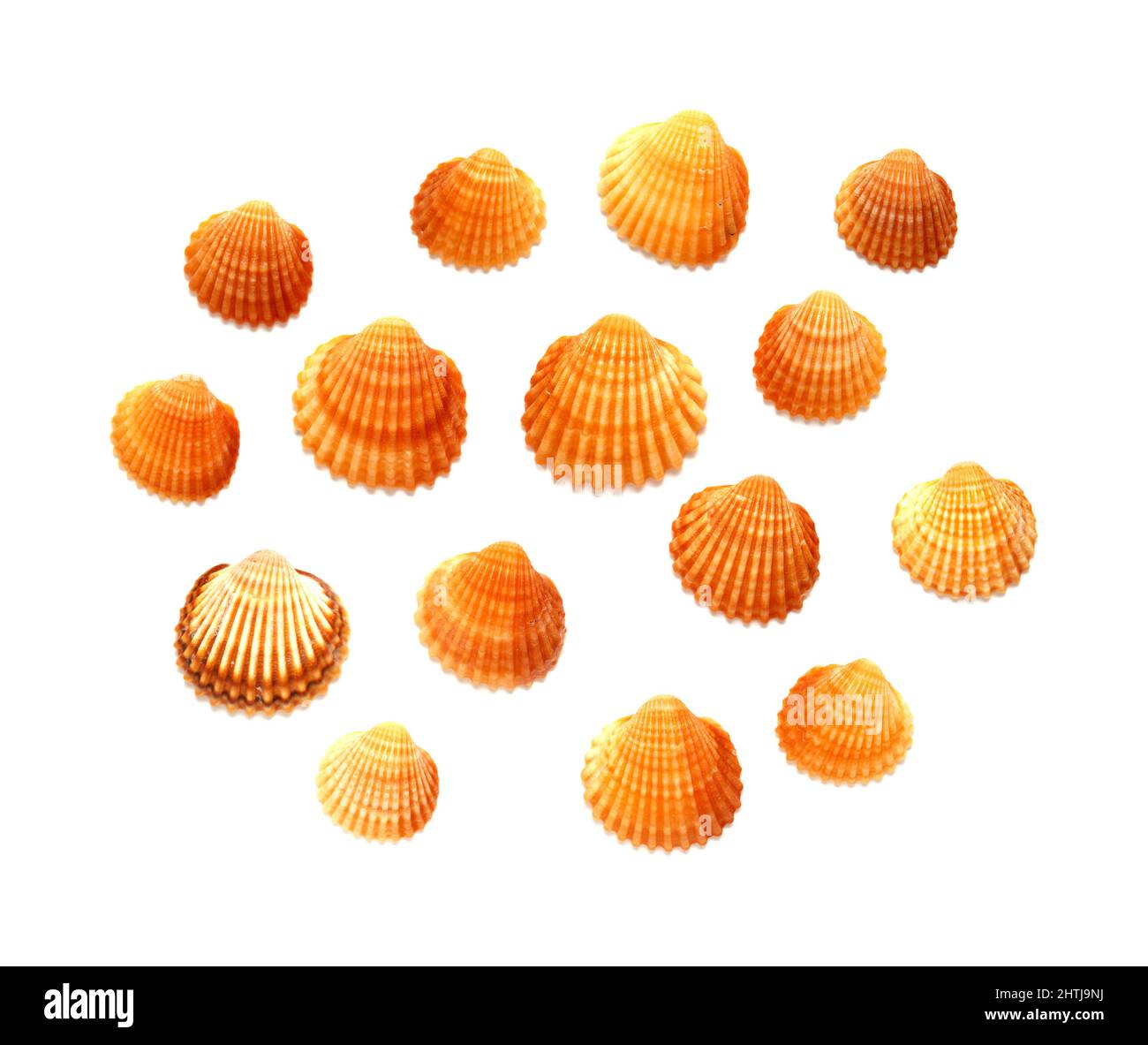 Small shells of juvenile common cockle, Cerastoderma edule, isolated on ...