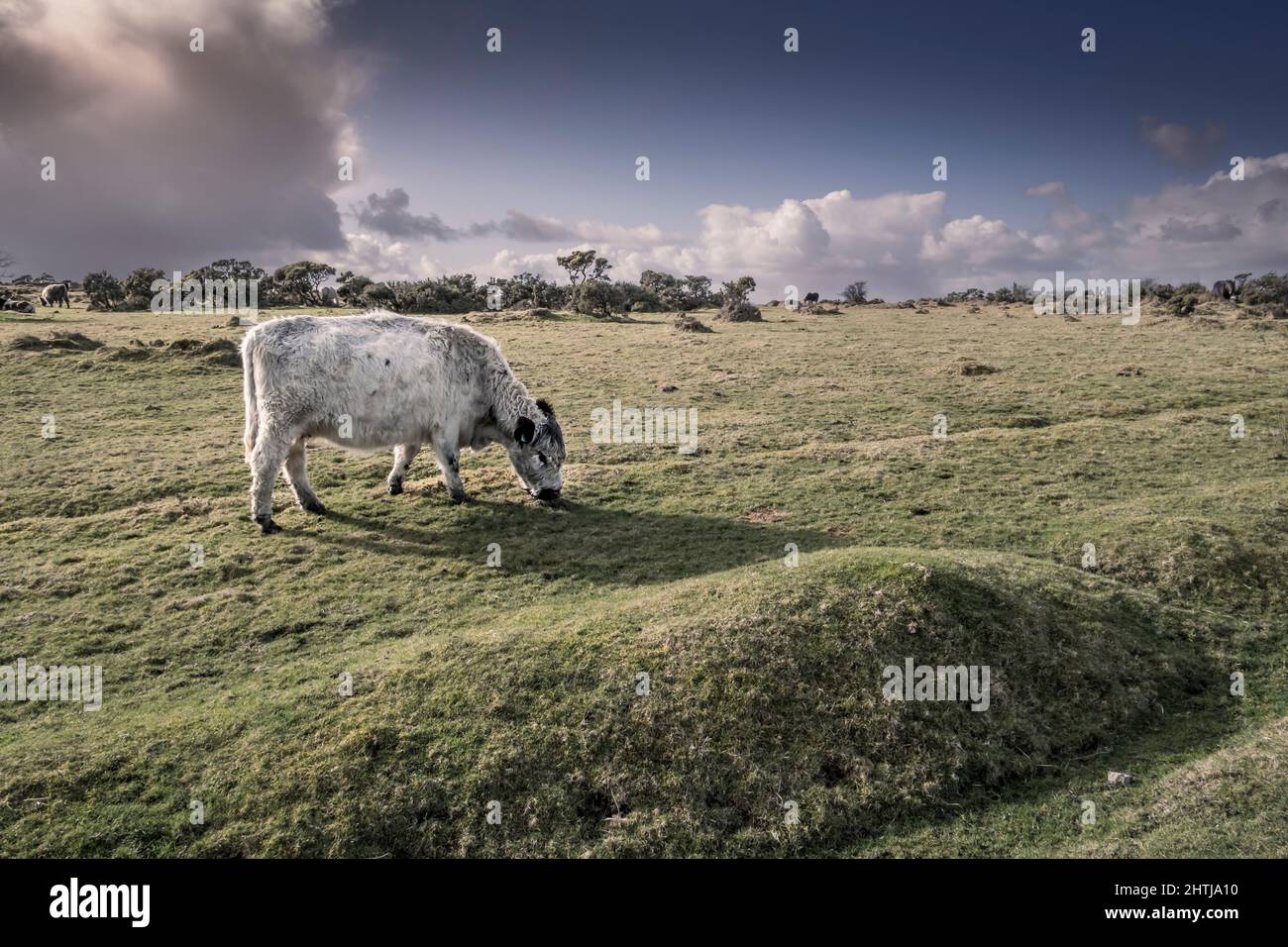 Roaming cattle hi-res stock photography and images - Alamy