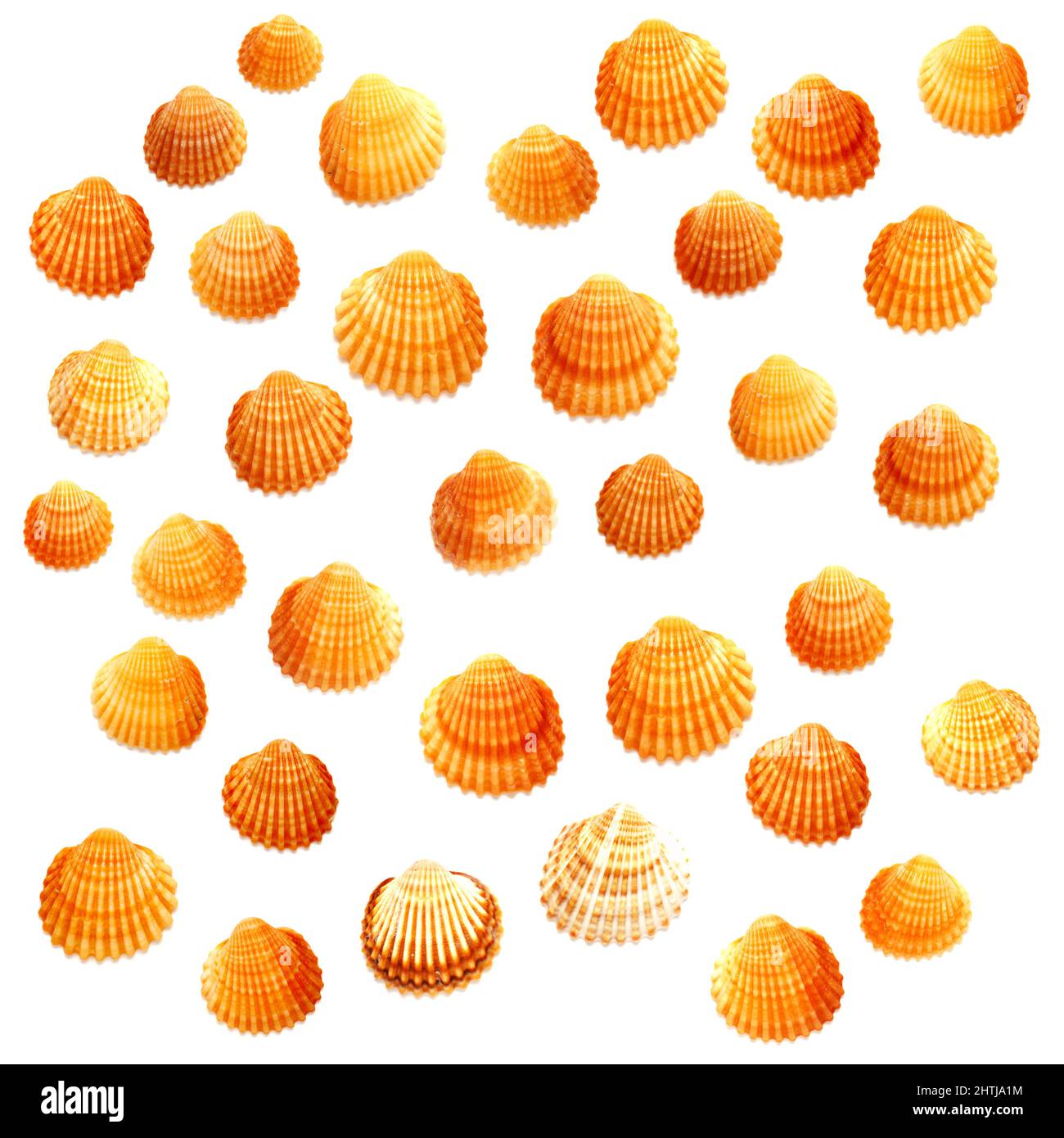 Small shells of juvenile common cockle, Cerastoderma edule, isolated on ...