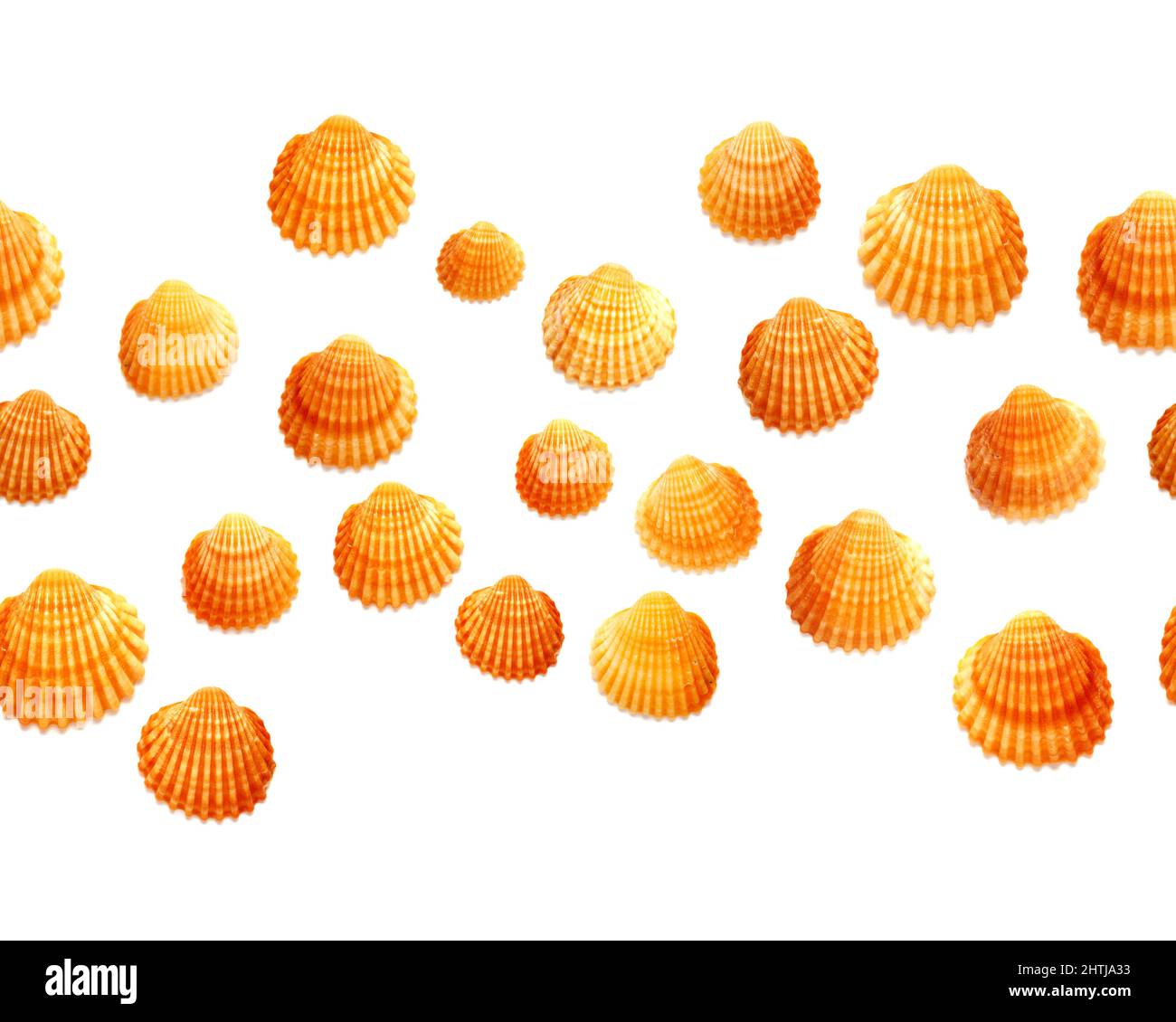 Small shells of juvenile common cockle, Cerastoderma edule, seamless ...