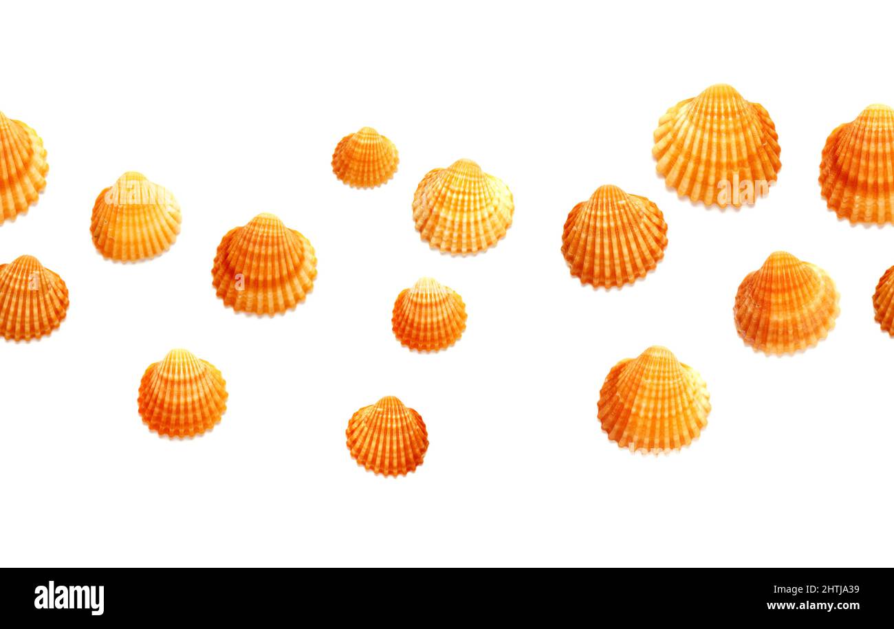 Small shells of juvenile common cockle, Cerastoderma edule, seamless ...