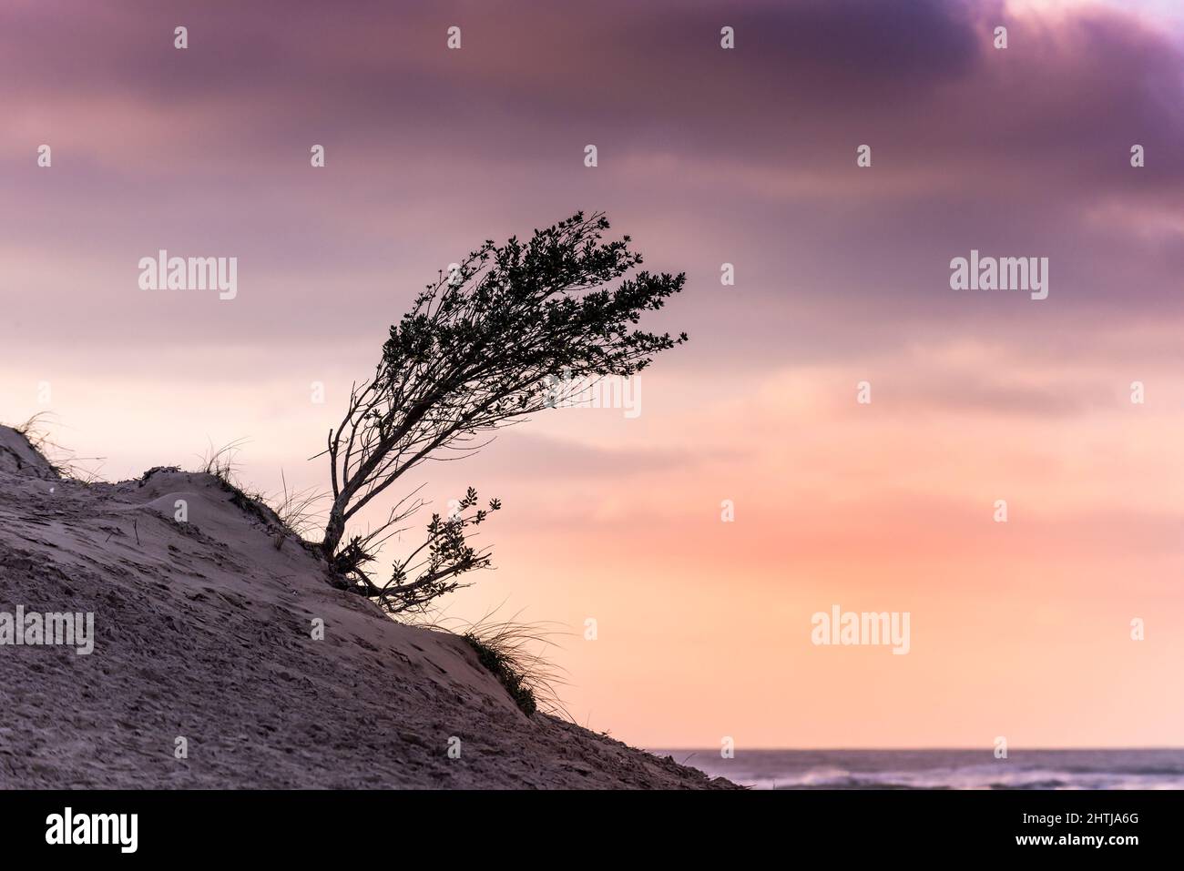 Evening light over a small windblown tree growing on a sand dune on ...