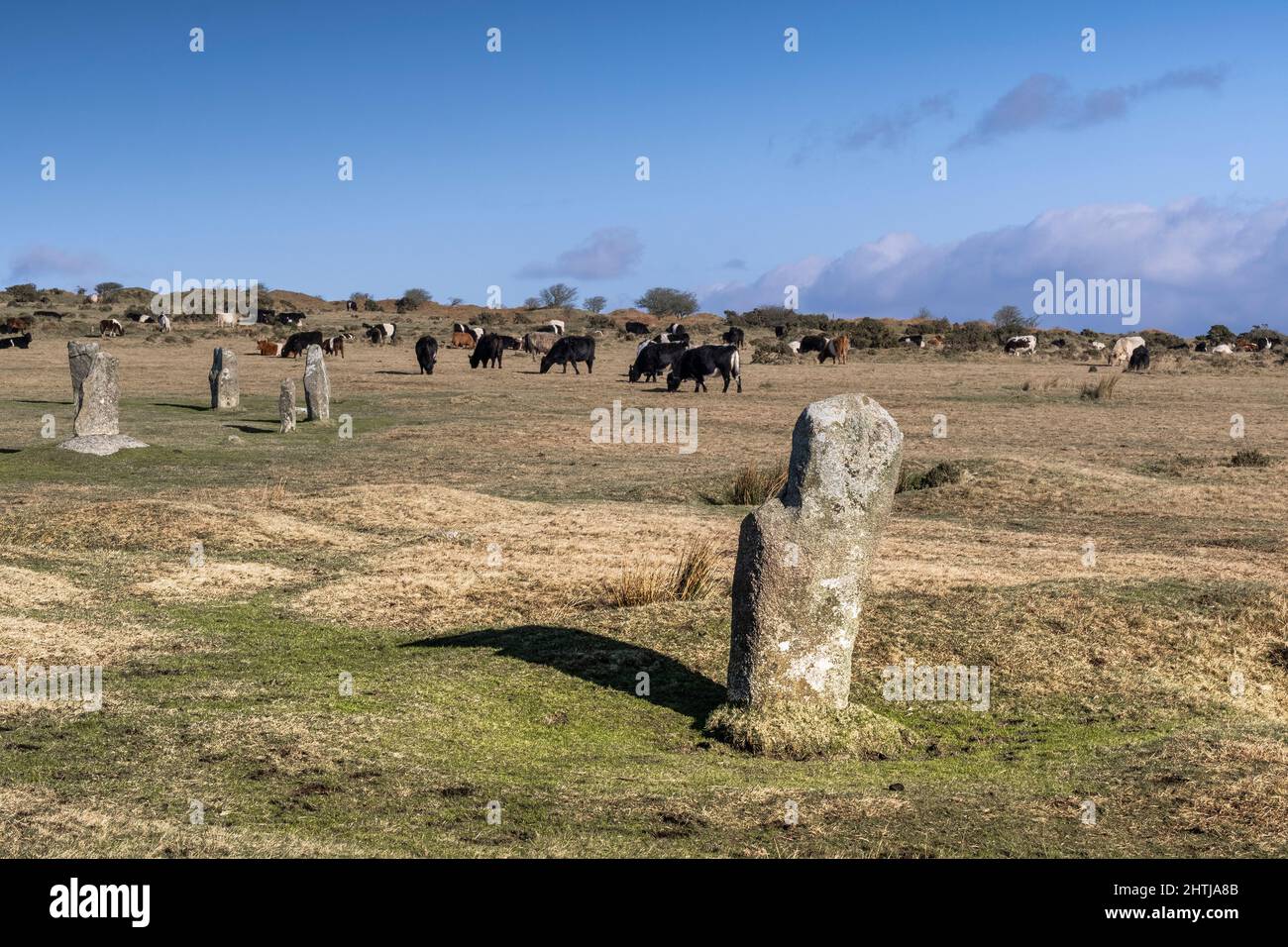Cattle grazing amongst the standing stones late Neolithic early Bronze ...