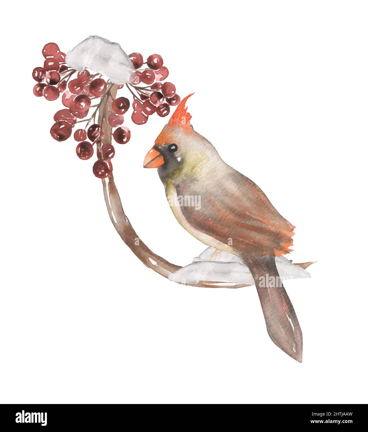 Cardinal clip art hi-res stock photography and images - Alamy