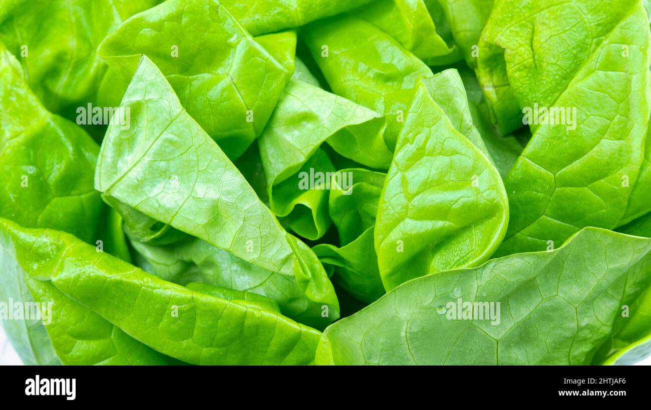Full frame of fresh Boston lettuce leaves Stock Photo - Alamy