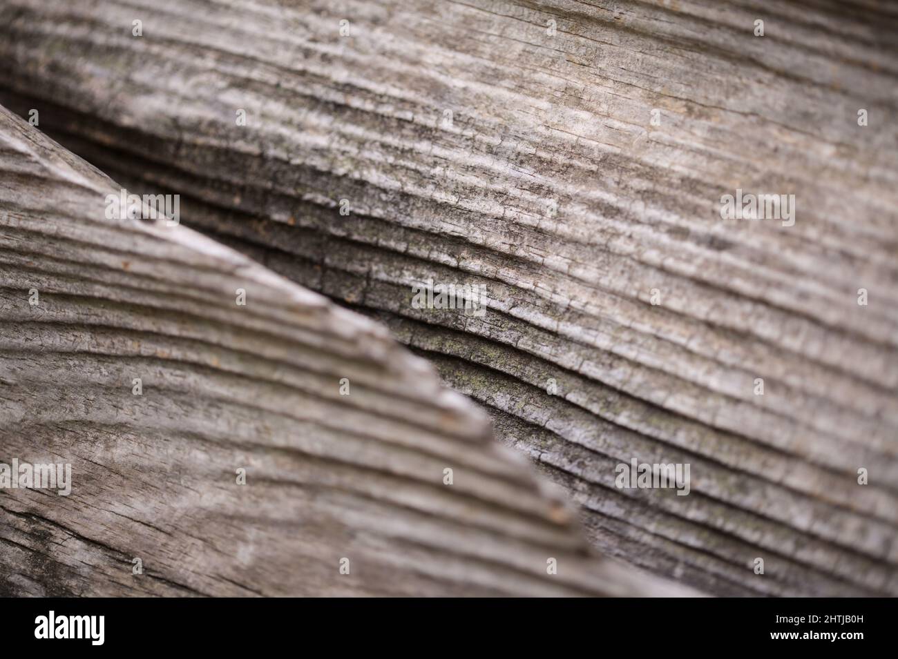Old grey Wood texture natural decay background Stock Photo - Alamy