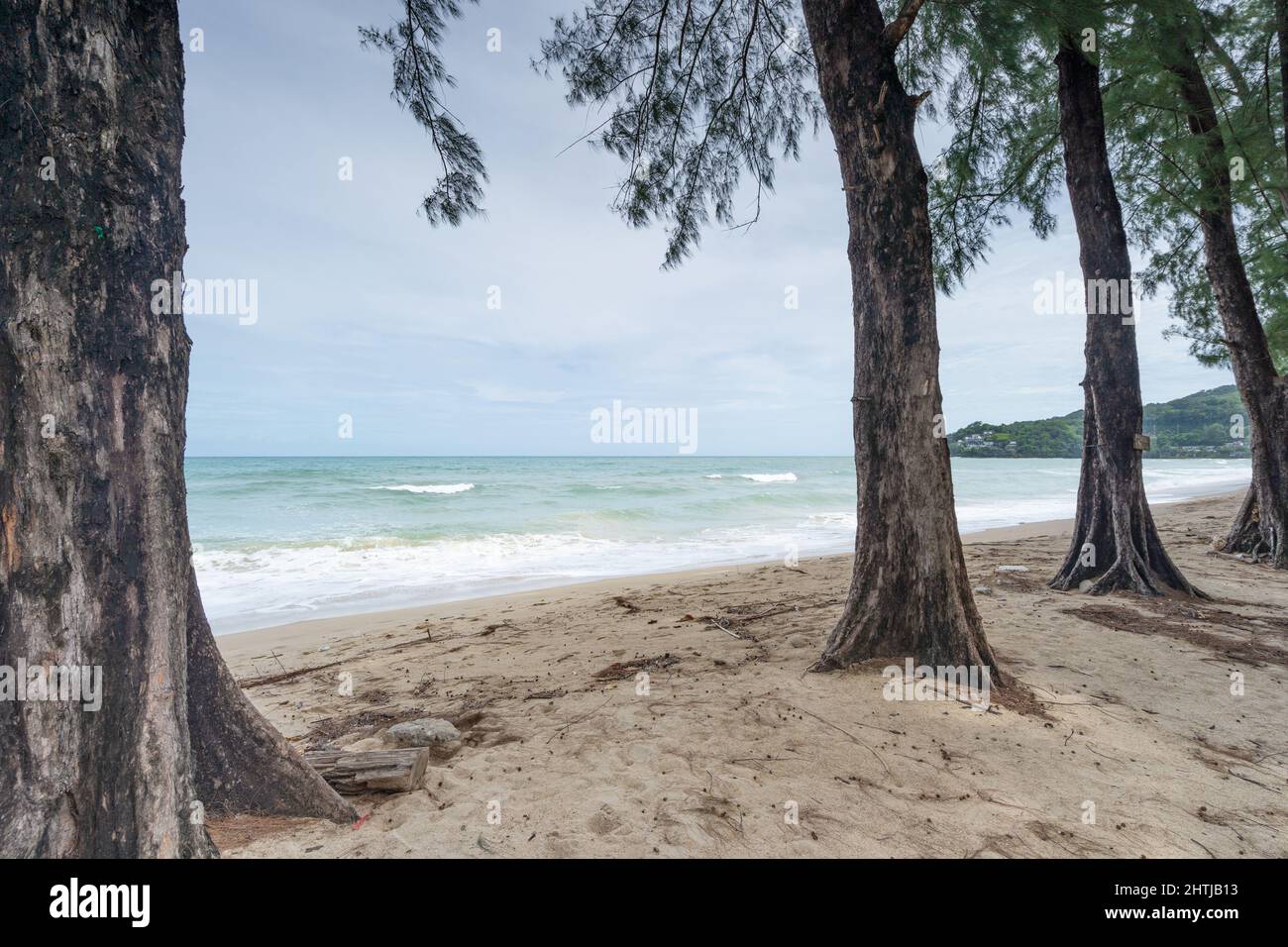 Phuket beach Summer beach with pine trees around in Phuket island ...