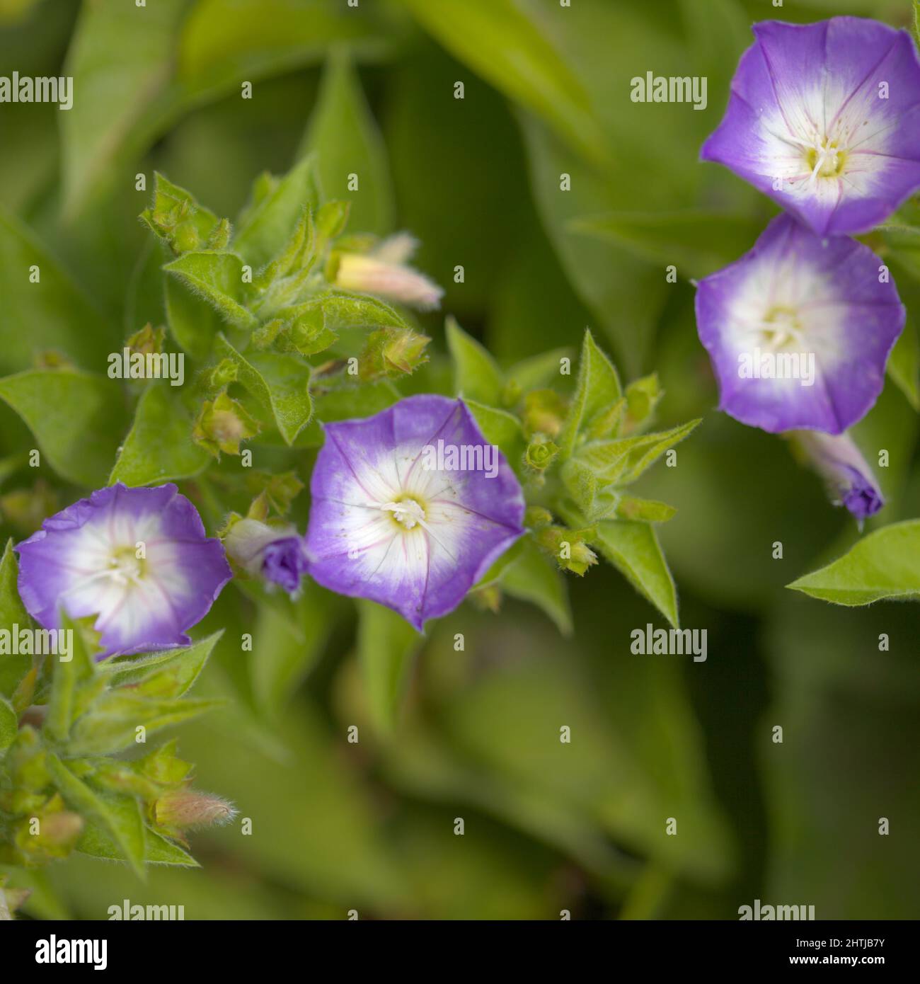 Flora of Gran Canaria - blue flowers of Convolvulus canariensis ...