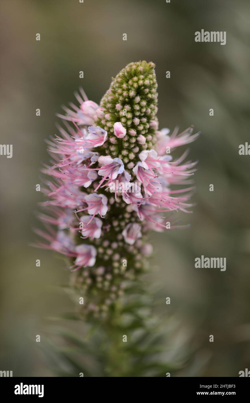 Flora of Gran Canaria - Echium callithyrsum, blue bugloss of ...