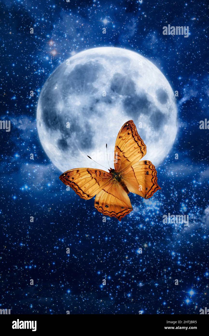 moon and butterfly Stock Photo - Alamy