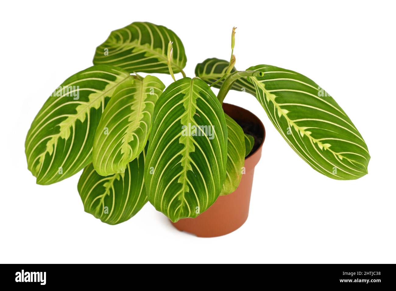 Striped exotic 'Maranta Leuconeura Lemon Lime' houseplant in flower pot ...