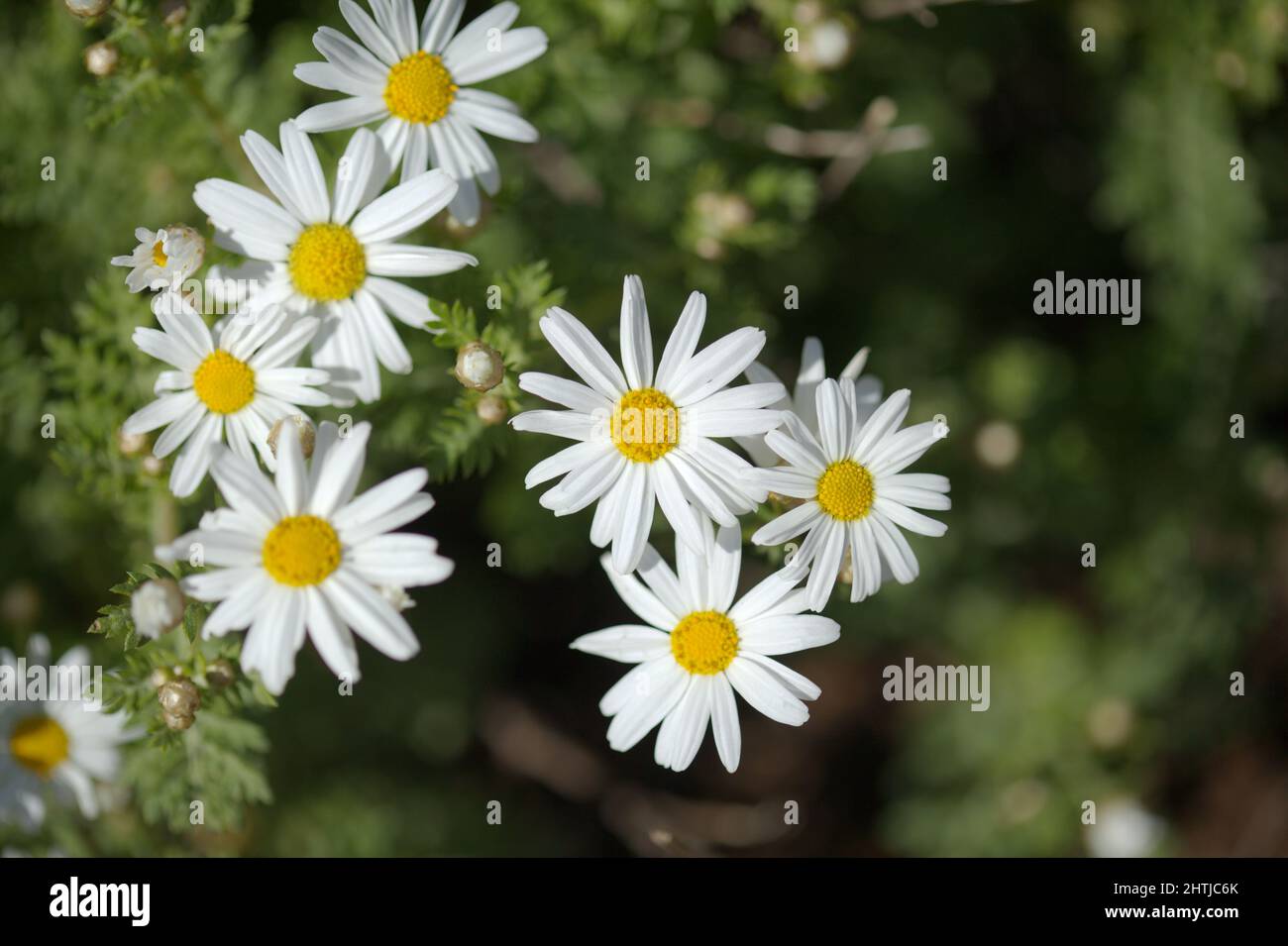 Flora of Gran Canaria - Argyranthemum, marguerite daisy endemic to the ...