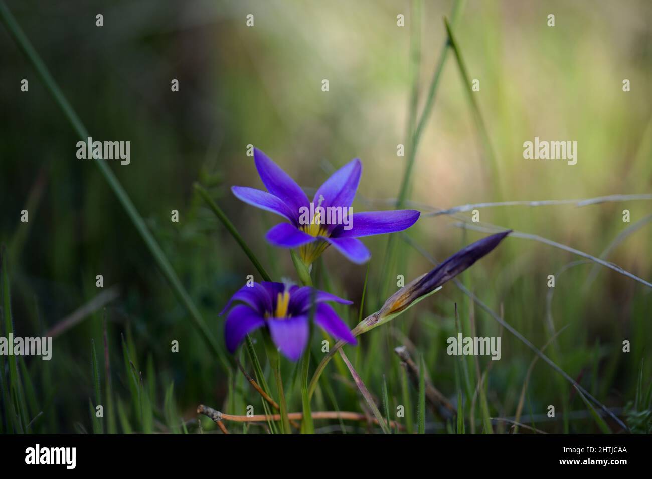 Flora of gran canaria romulea columnae hi-res stock photography and ...