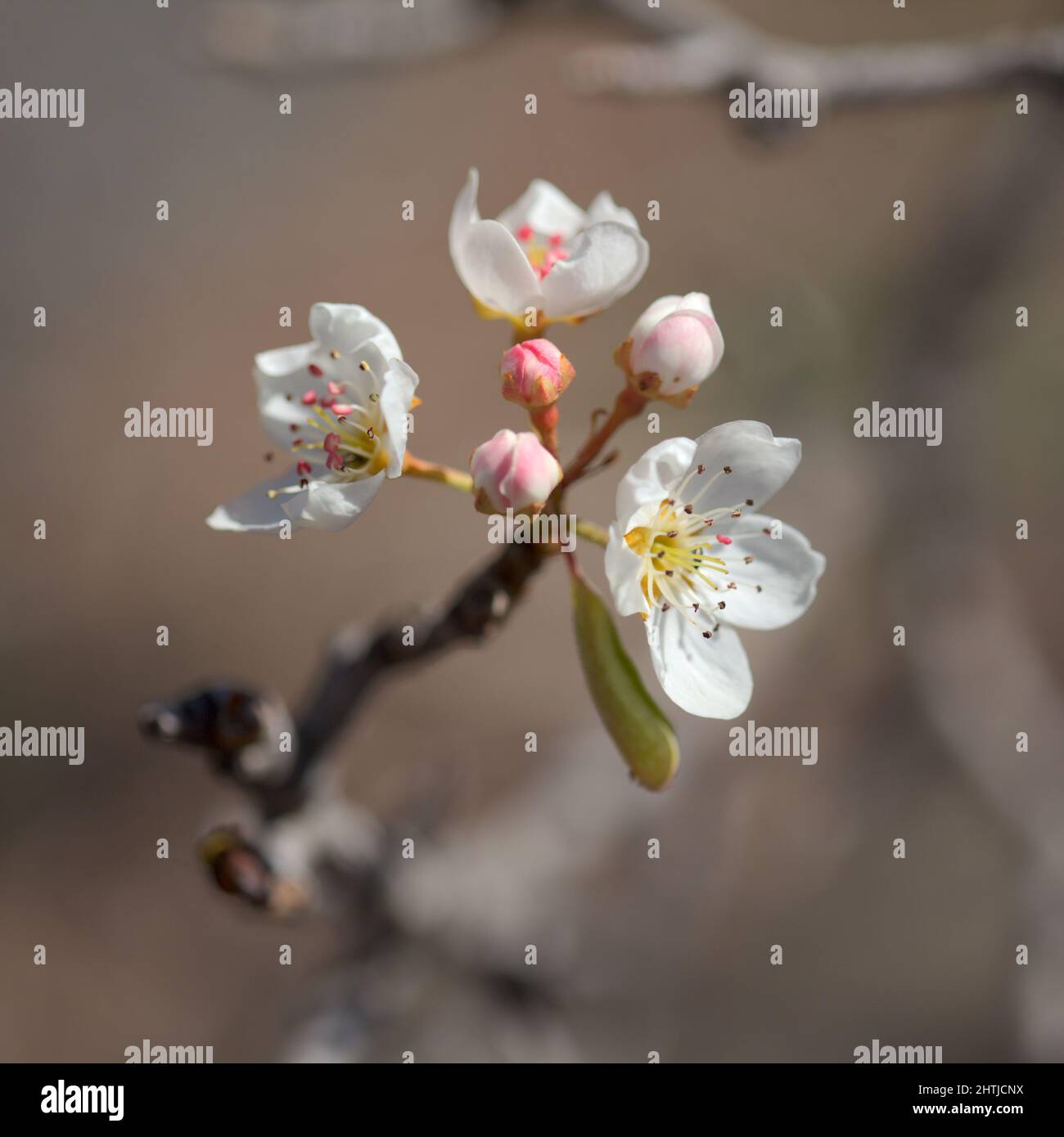 Horticulture of Gran Canaria - flowering pear tree orchards in Las ...