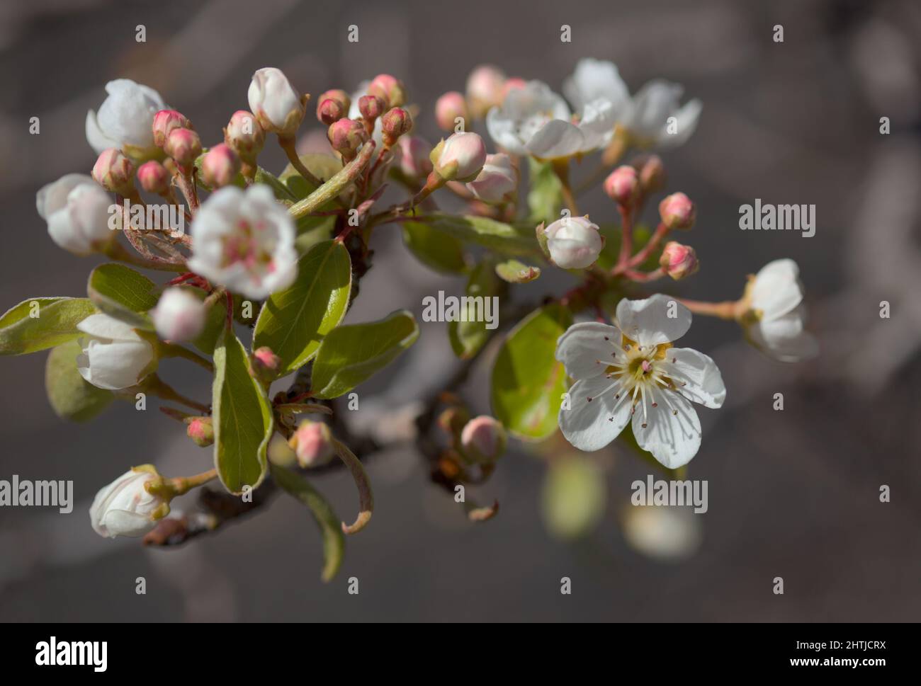 Horticulture of Gran Canaria - flowering pear tree orchards in Las ...