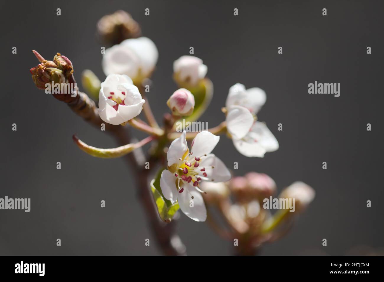 Horticulture of Gran Canaria - flowering pear tree orchards in Las ...