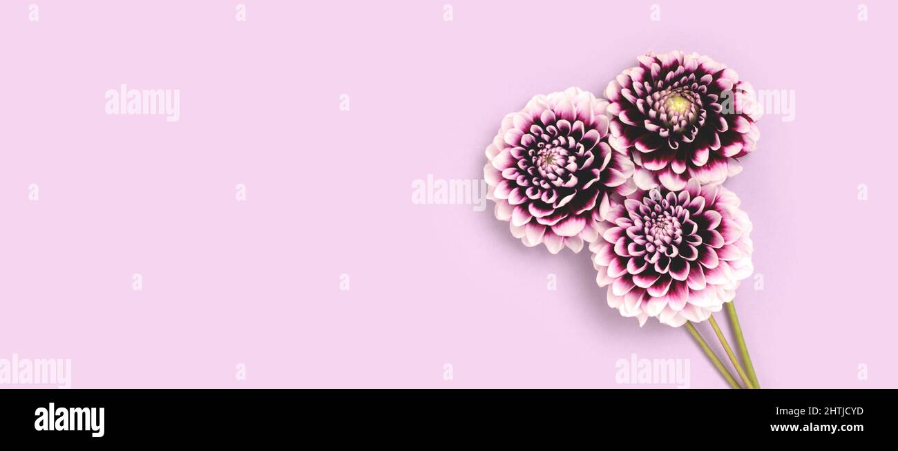 Banner with bouquet of dahlia flowers on a purple background with ...