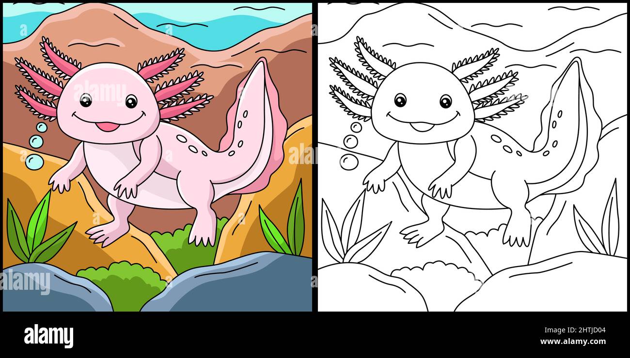 Axolotl Coloring Page Colored Illustration Stock Vector Image & Art - Alamy