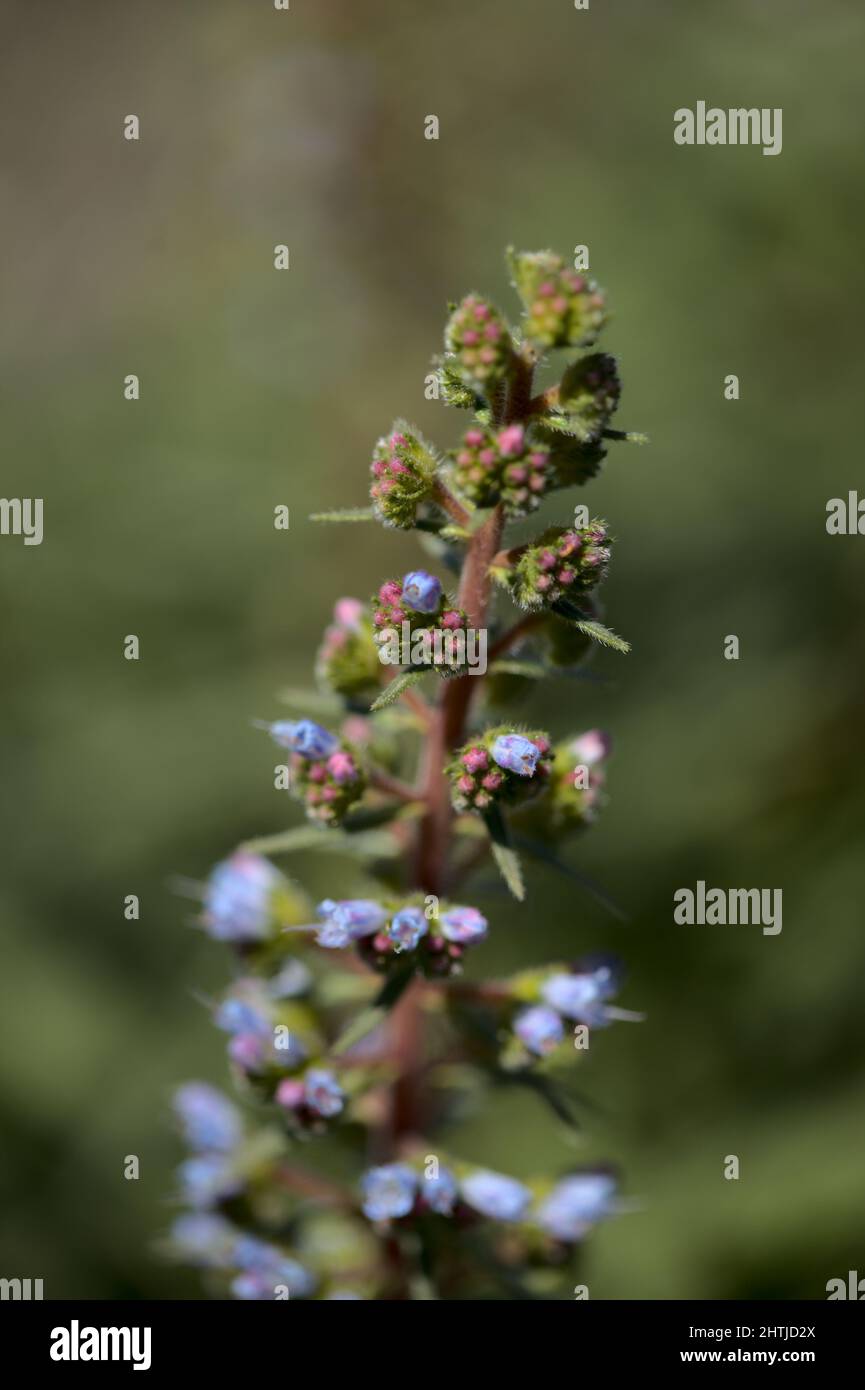 Flora of Gran Canaria - Echium callithyrsum, blue bugloss of ...
