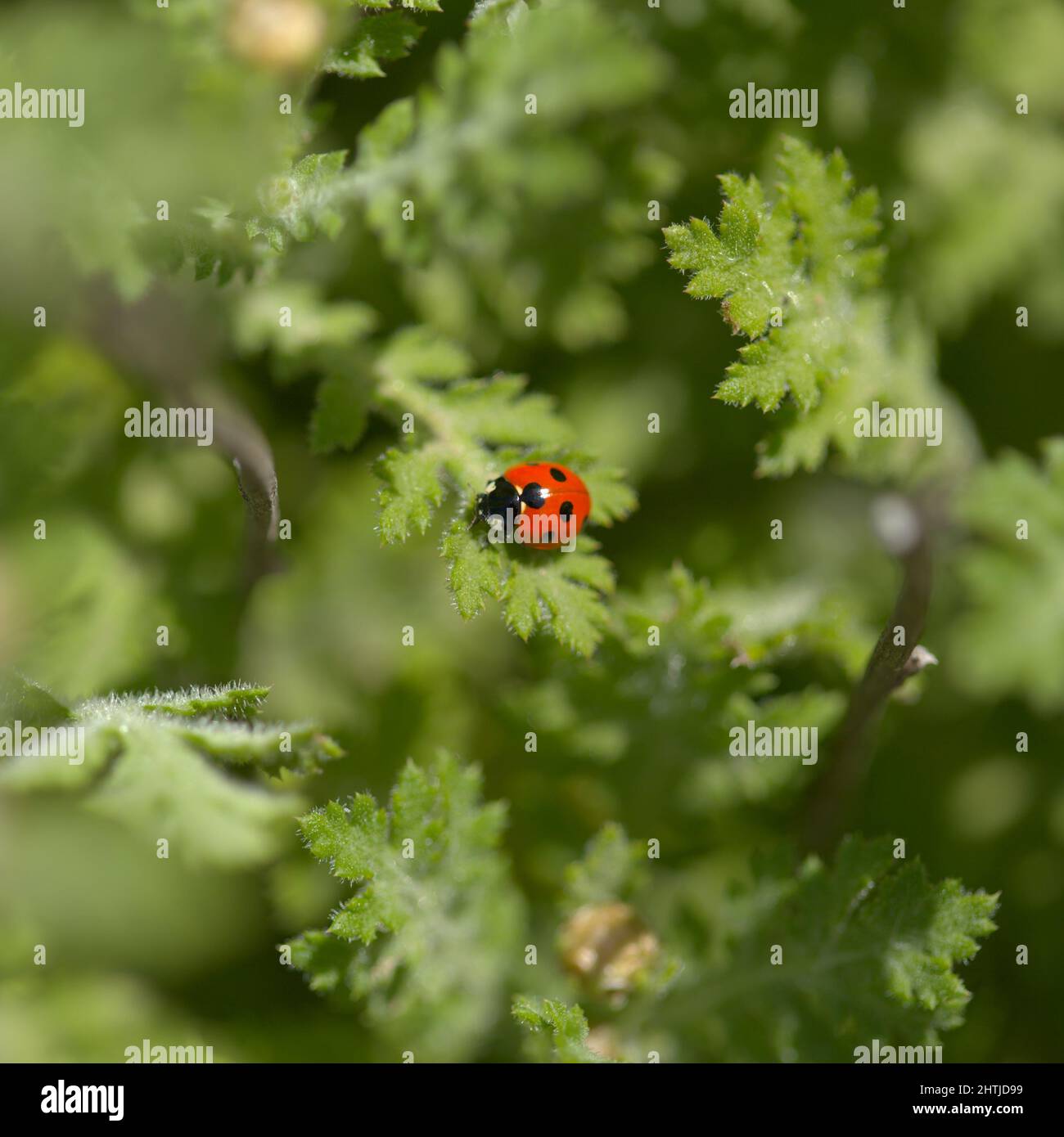 Fauna of Gran Canaria - red spotted Ladybug on Marguerite daisy foliage ...