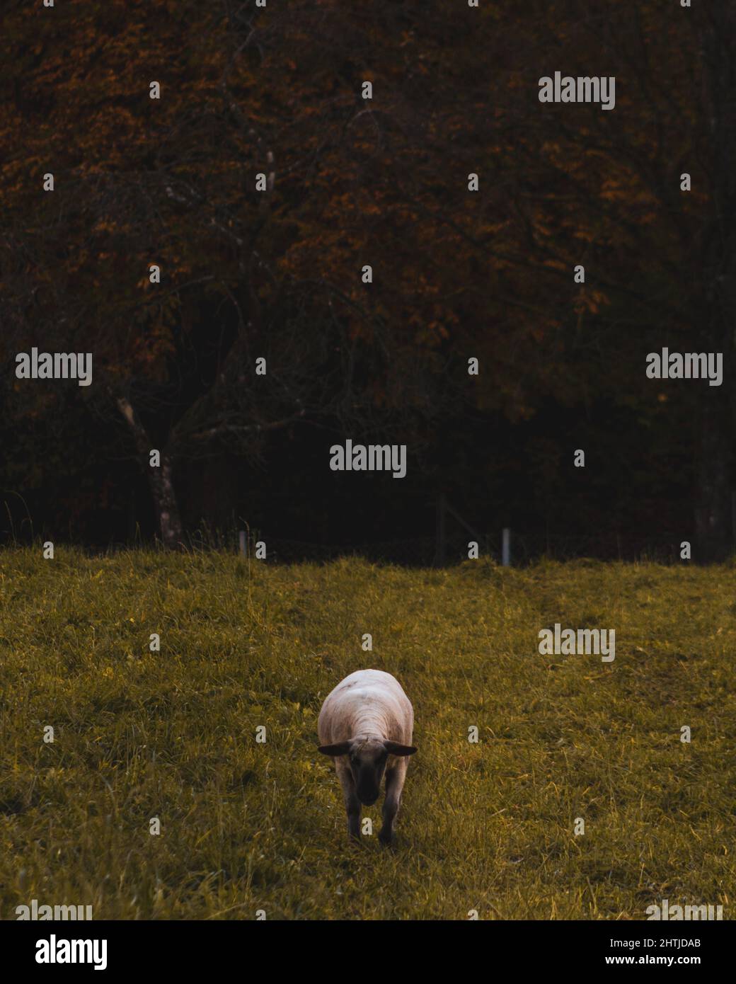 Sheep field background hi-res stock photography and images - Alamy