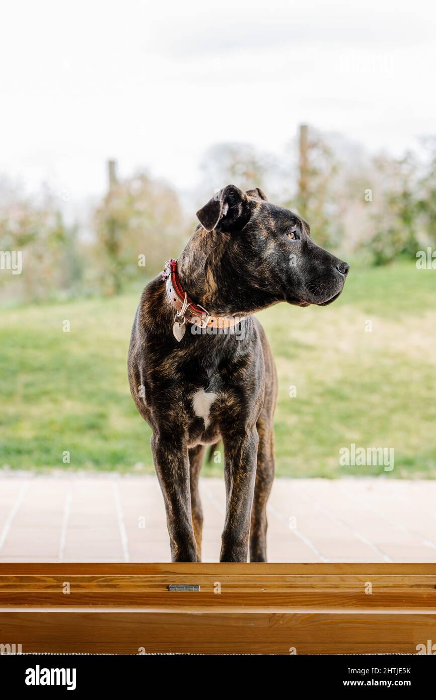 Doorway and creature hi-res stock photography and images - Alamy