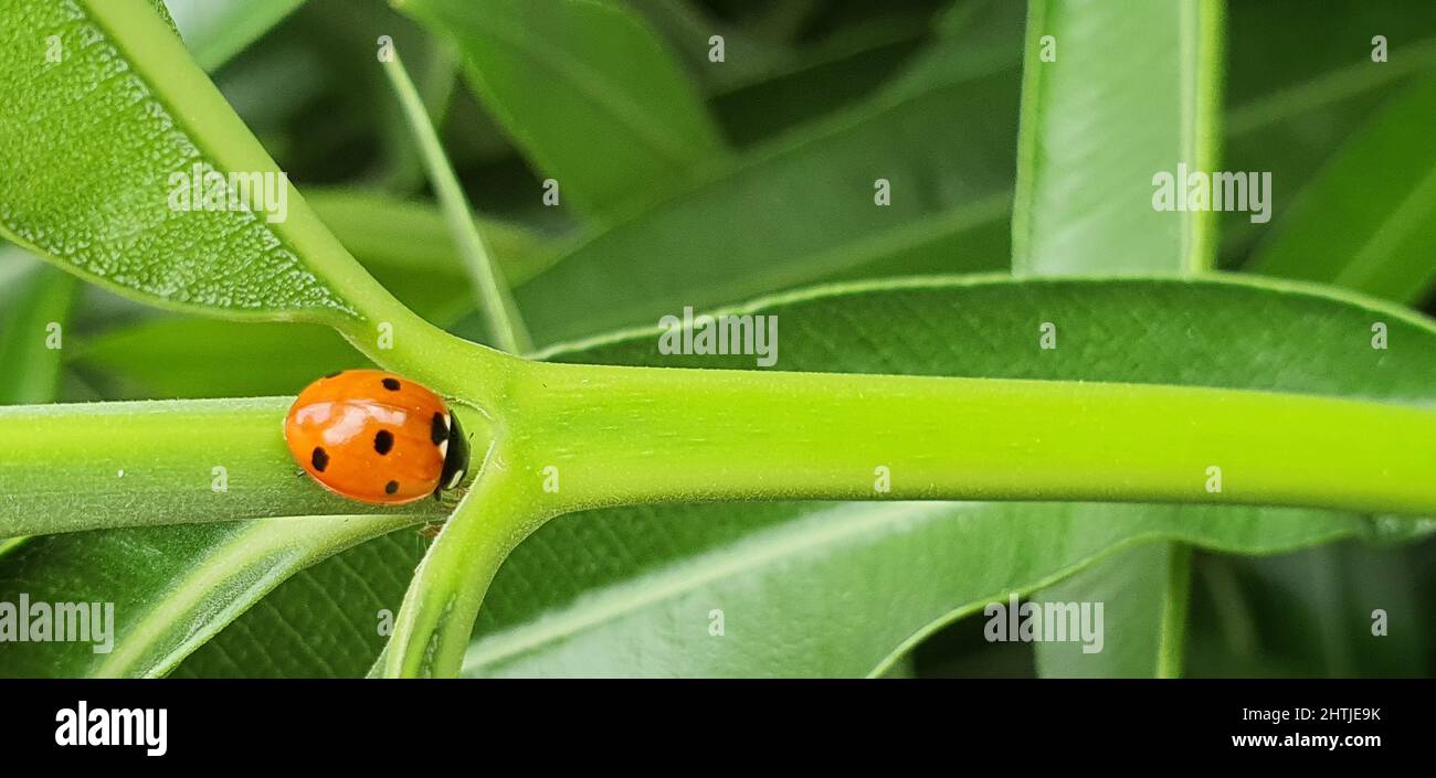 Minimalist ladybug hi-res stock photography and images - Alamy