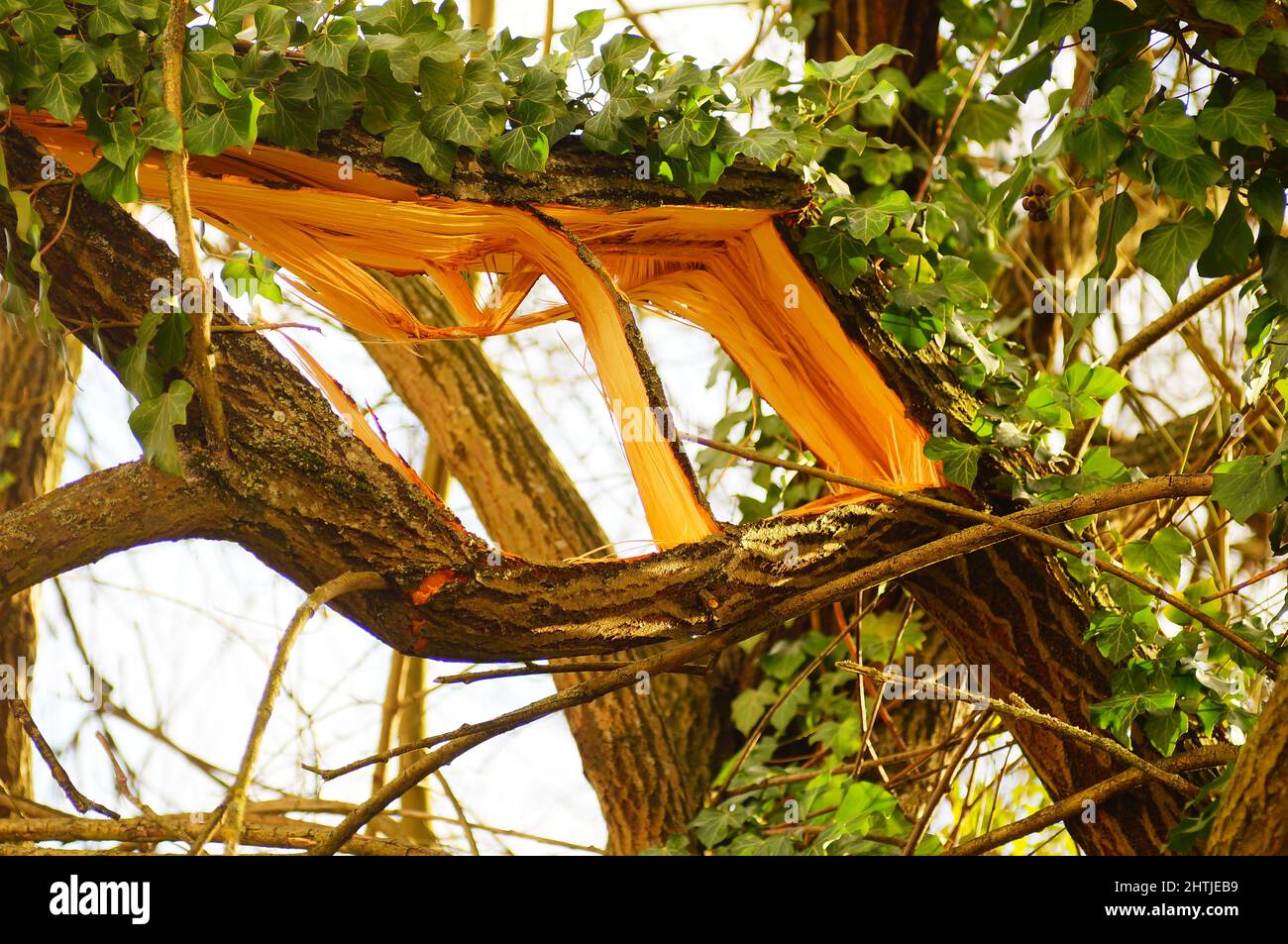 Broken willow tree shape hi-res stock photography and images - Alamy