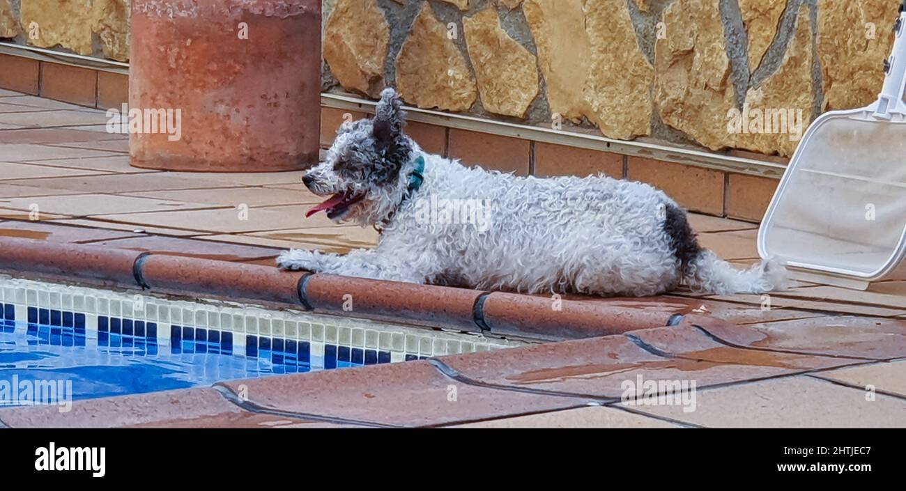 dog resting at the edge of the pool Stock Photo - Alamy