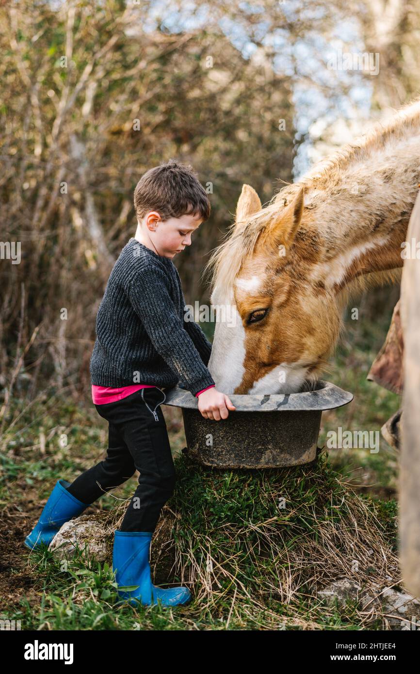 Full body side view of cute boy in rubber boots feeding brown horse from bucket standing near ...