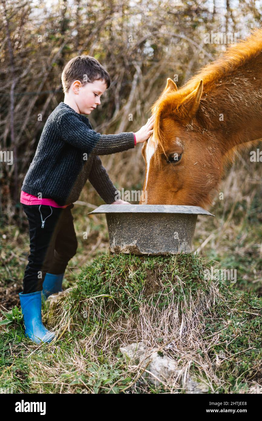 Full body side view of cute boy in rubber boots feeding brown horse from bucket standing near ...