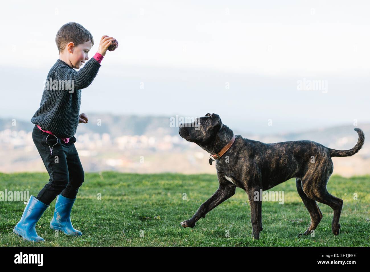 Full body side view of content boy playing with cute American Pit Bull ...
