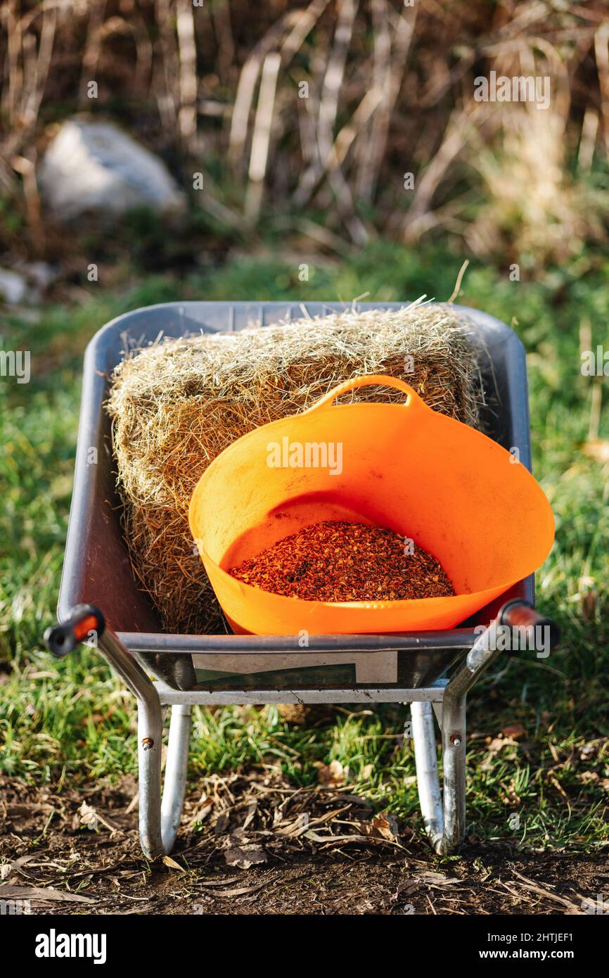 Metal wheelbarrow with hay and orange container with food placed on ...