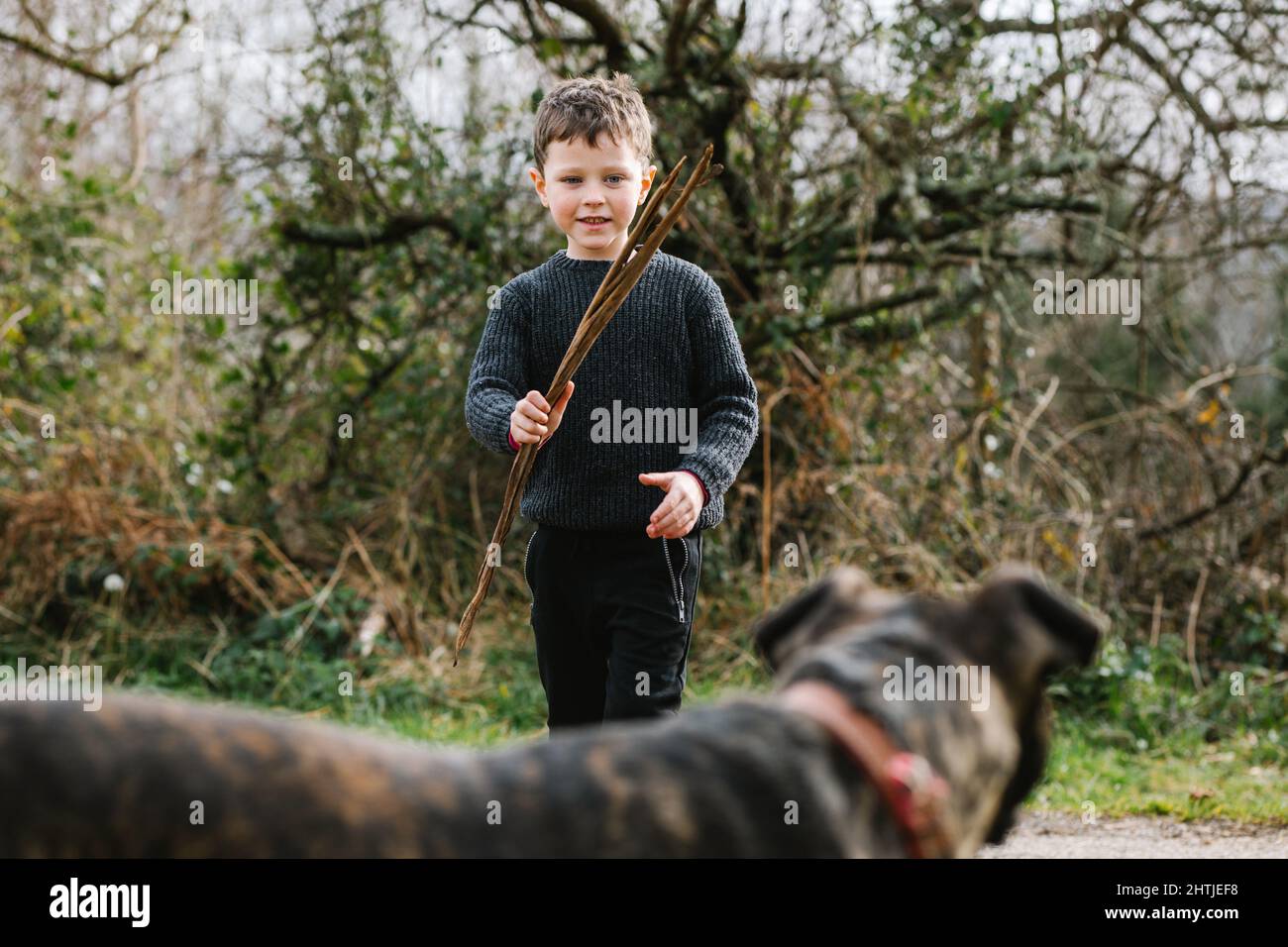 Content boy with wooden stick playing with cute American Pit Bull ...