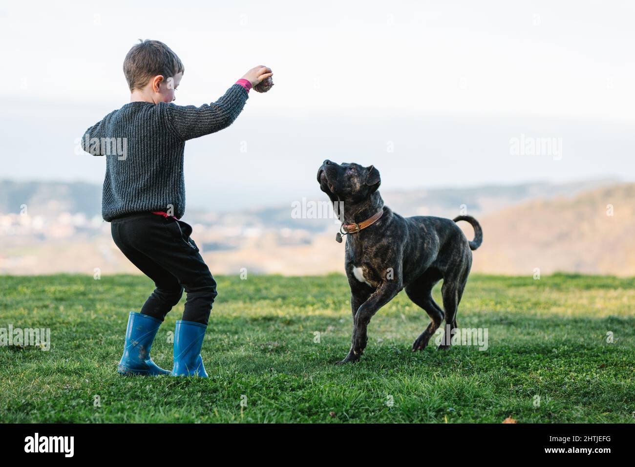 Full body side view of content boy playing with cute American Pit Bull ...