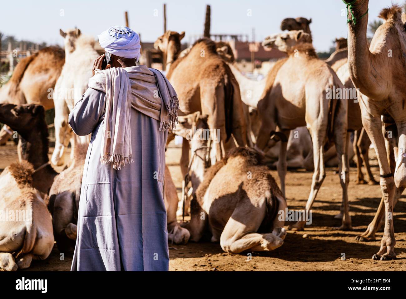 Camel with his headgear hi-res stock photography and images - Alamy