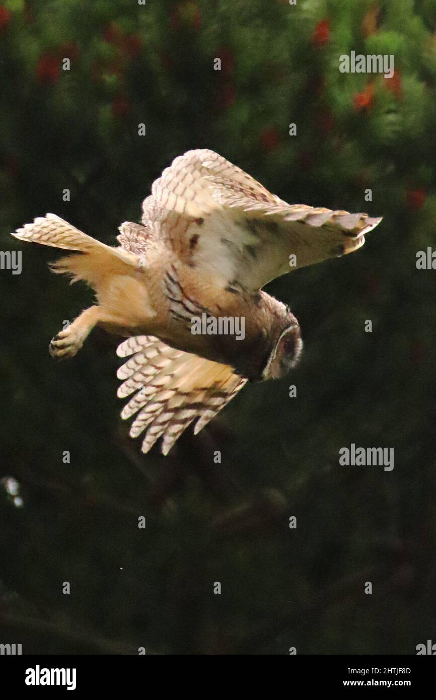 Long-eared owl in flight in Elie, Fife, Scotland Stock Photo - Alamy