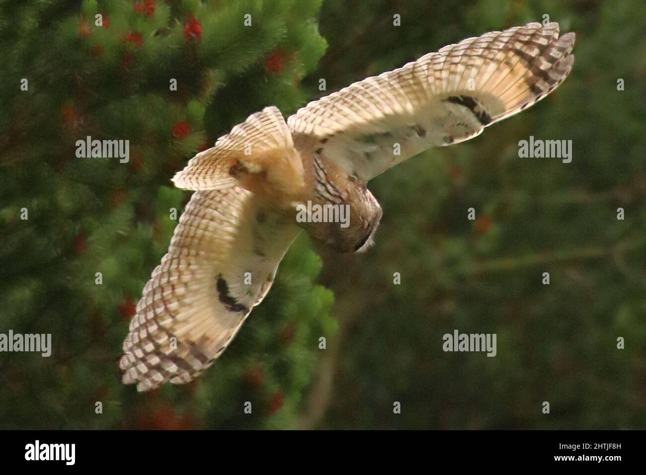 Long-eared owl in flight in Elie, Fife, Scotland Stock Photo - Alamy