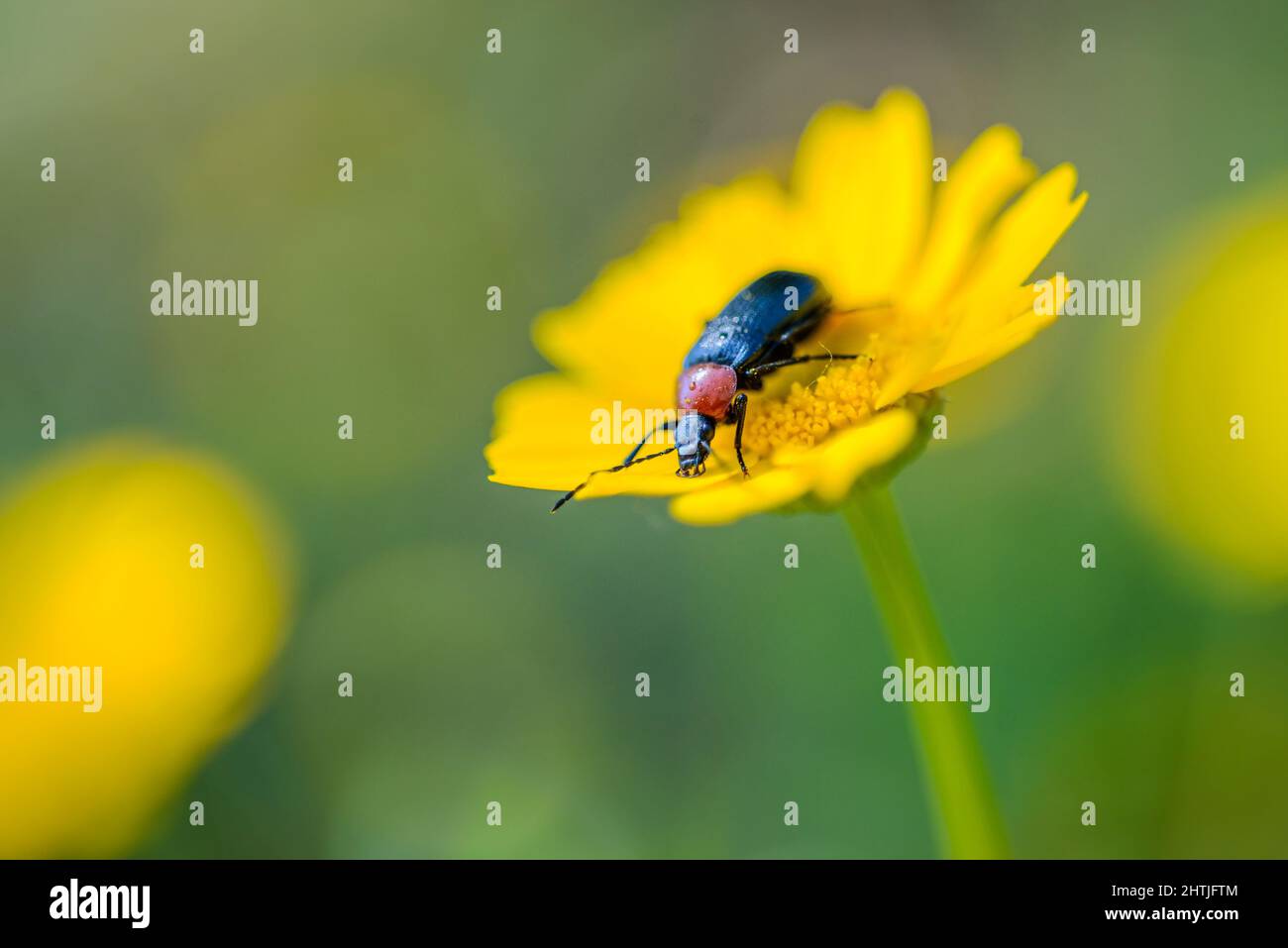 From above of Brachininae beetle sitting on bright corn daisy with ...