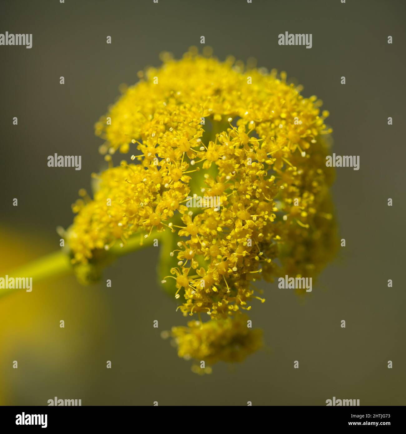 Deflora hi-res stock photography and images - Alamy