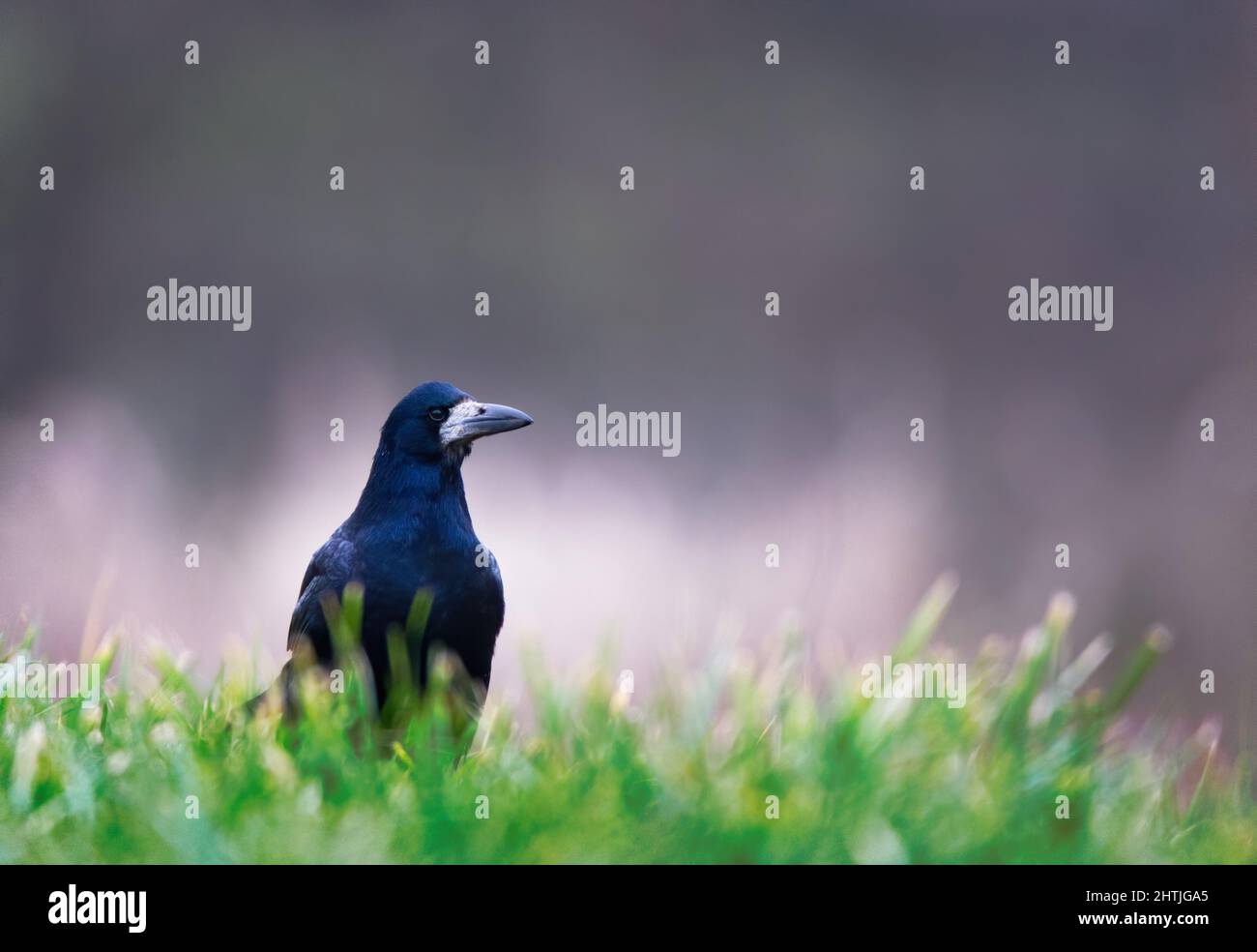 Wildlife crow shot hi-res stock photography and images - Alamy